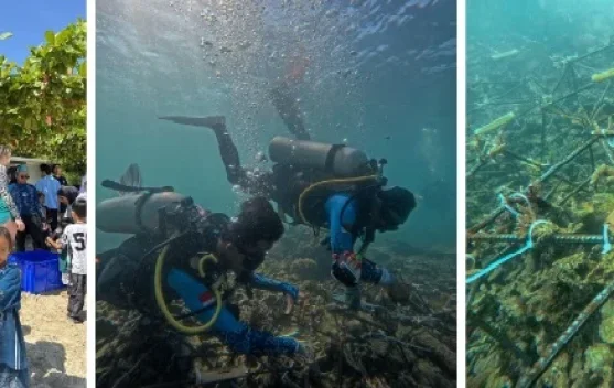 Hari Laut Sedunia, Innit Lombok Tanam Terumbu Karang di Teluk Ekas ...