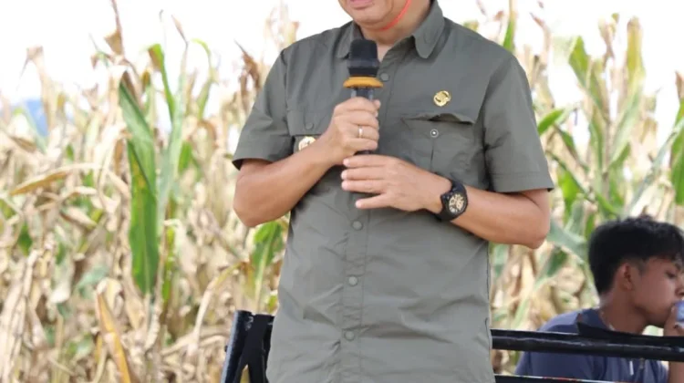 Panen Jagung Betras 32 di Arse Nauli Tapsel Capai 8 Ton per Hektare ...