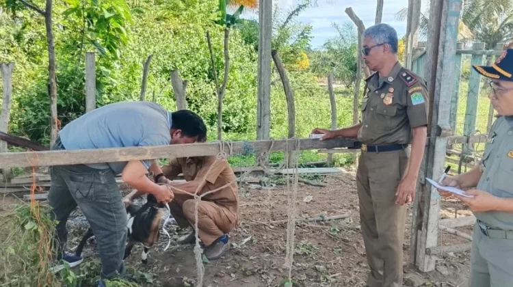 Satpol PP dan WH Aceh Jaya Lelang Ternak Hasil Penertiban - RRI.co.id
