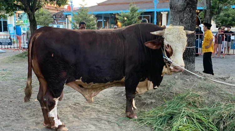 Prabowo Salurkan 1.098 Sapi Kurban, Anggaran Capai Rp100 Miliar - RRI.co.id