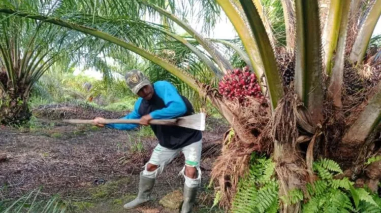 Harga Sawit Turun, Pengamat Ungkap Masalah Rantai Produksi - RRI.co.id