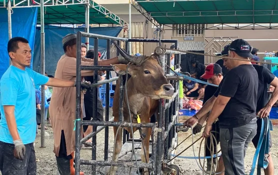 Pemotongan Hewan Qurban di Masjid Al-Azhar, 14 Sapi Disalurkan untuk ...