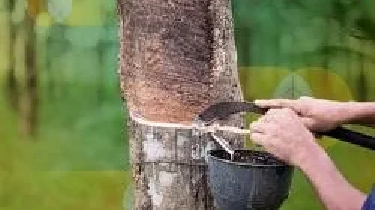Merawat Harapan dari Tetesan Getah Karet di Kala Fajar - RRI.co.id