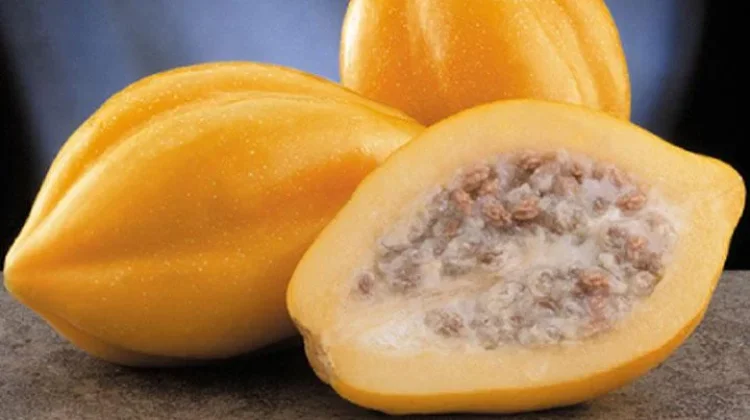 Mengenal Carica, Buah Khas Dieng yang Tumbuh di Negeri Awan - RRI.co.id