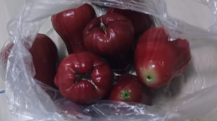 Perbedaan Jambu Air Citra dengan Jambu Air Varietas Lain - RRI.co.id