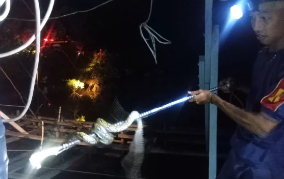Damkar Natuna Evakuasi Ular Piton di Permukiman Warga Bandarsyah - RRI ...