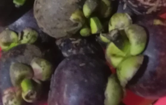 Buah Manggis Kaya Nutrisi - RRI.co.id