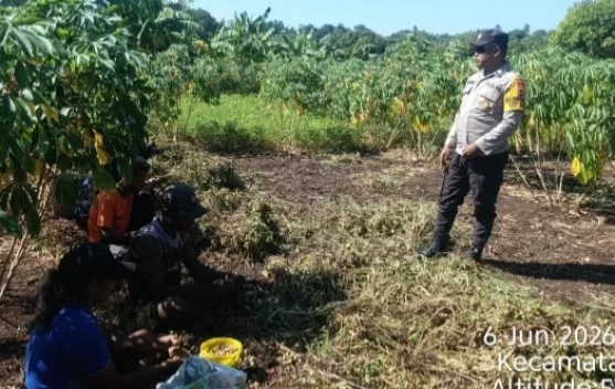 Bhabinkamtibmas Eliasa Sambangi Petani saat Panen Kacang - RRI.co.id