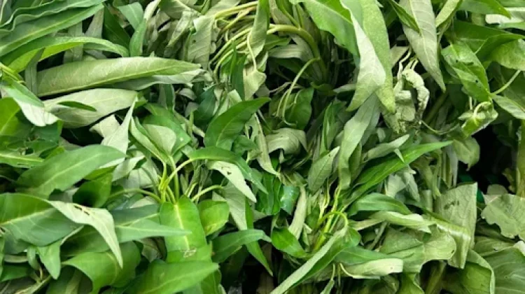 Kangkung, Sayur Hijau Kaya Nutrisi - RRI.co.id