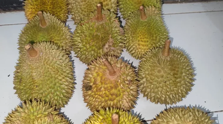 Mengenal Kandungan Vitamin dan Mineral dalam Buah Durian - RRI.co.id
