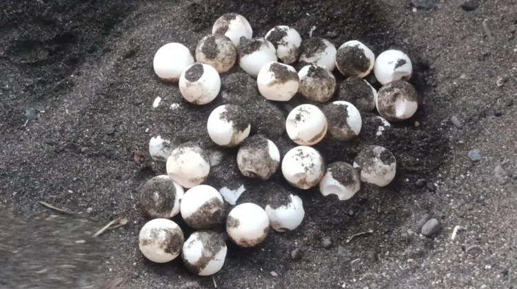 Dua Penyu Bertelur, 182 Butir Telur Diamankan di Pantai Camplung - RRI ...