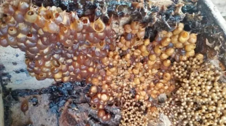 Jangan Salah Pilih! Ini Perbedaan Madu Lebah Klanceng dengan Madu Lebah ...