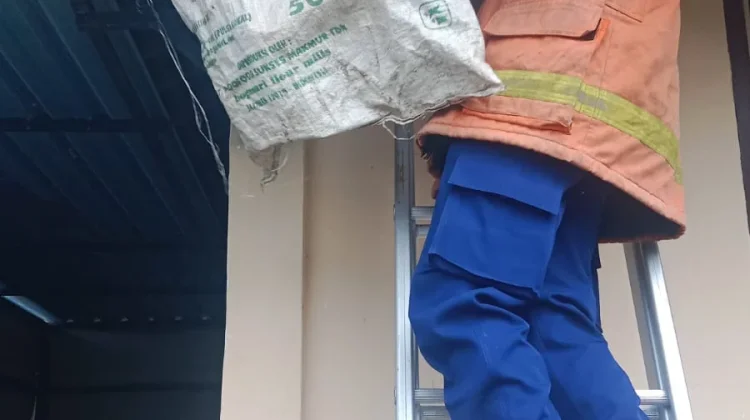 Damkar Jembrana Evakuasi Sarang Tawon di Bale Banjar Palasari - RRI.co.id
