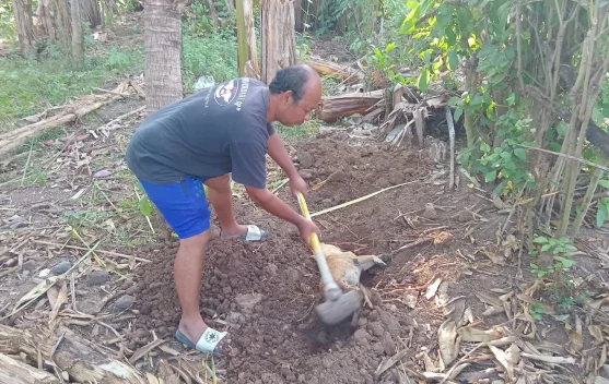 Sampel Otak Anjing Penyerang Warga Tegal Badeng Positif Rabies - RRI.co.id