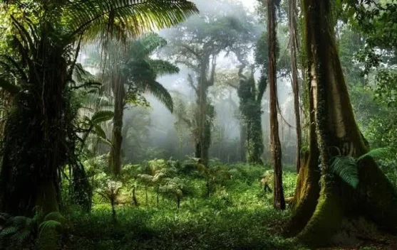 Sejarah Hari Hutan Hujan Sedunia - RRI.co.id