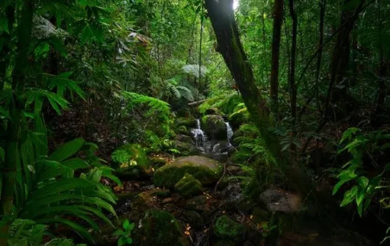 Hari Hutan Hujan Sedunia, Ini Latar Belakangnya - RRI.co.id