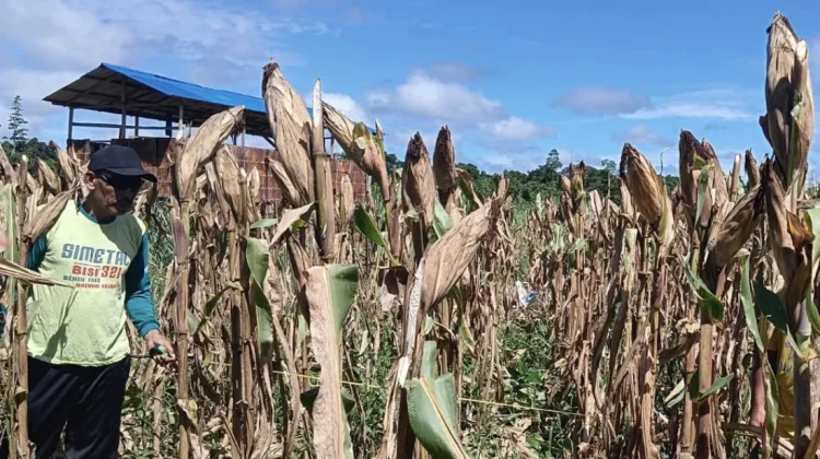 Dukung Swasembada Pangan, Kapolsek Embaloh Hulu Panen Jagung Hibrida ...