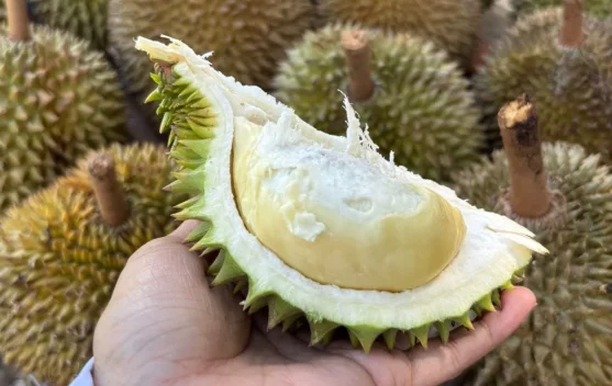 Tips Menikmati Durian tanpa Takut Kolesterol - RRI.co.id