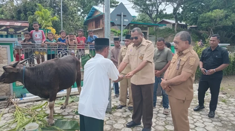 Pemkab Raja Ampat Salurkan 10 Sapi Kurban ke Masjid di Distrik Waisai ...