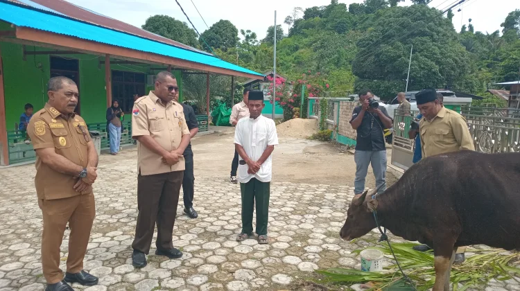 Pemkab Raja Ampat Salurkan 10 Sapi Kurban ke Masjid di Distrik Waisai ...