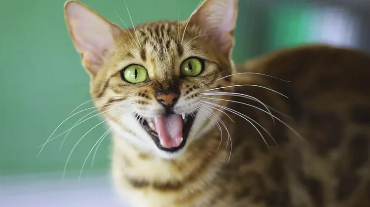 Bahasa Tubuh Kucing yang Perlu Dipahami Pemilik - RRI.co.id