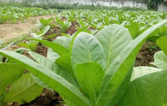 Petani Tembakau Sumenep Manfaatkan Pupuk Kotoran Kelelawar, Tingkatkan ...