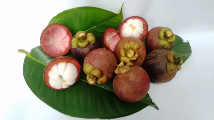 Buah Asli Indonesia yang diburu Dunia - RRI.co.id