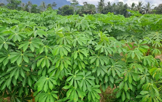 Manfaat Daun Singkong Menunjang Kesehatan Tubuh Secara Alami - RRI.co.id