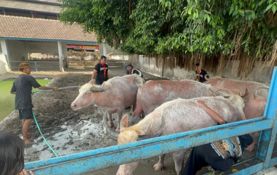 Kebo Bule Kiai Slamet Siap Pimpin Kirab Sakral - RRI.co.id