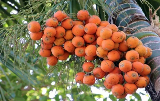 Harga Pinang Kering Naik, Petani di Timang Gajah Semangat Panen - RRI.co.id