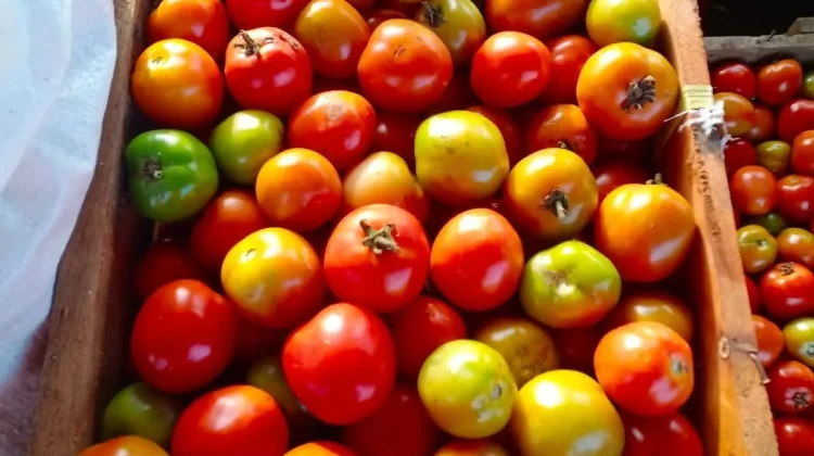Harga Tomat Turun, 15 Ribu Rupiah per Kilogram - RRI.co.id