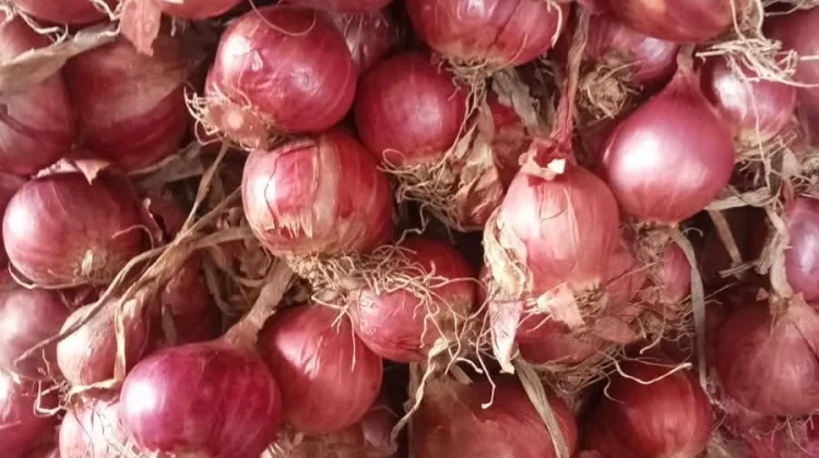 Harga Bawang Merah di Talaud Mulai Turun - RRI.co.id