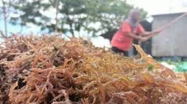 Harga Rumput Laut Kering Naik Rp21 Rib/Kg - RRI.co.id