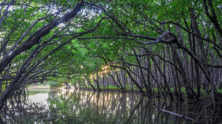 Indonesia and Japan Promote Sustainable Mangrove Management - RRI.co.id