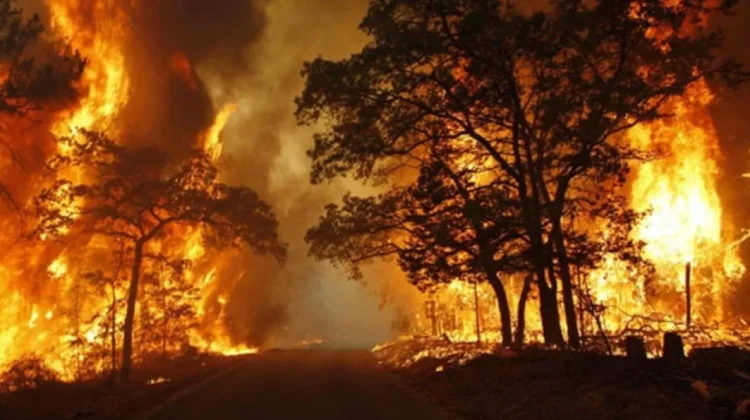 Beware of Forest Fires 2026: Government Enhances National Preparedness ...