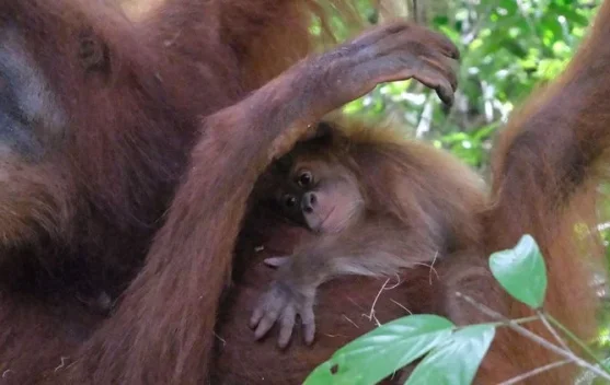 The Conservation World Welcomes the Birth of Sumatran Orangutan Baby ...