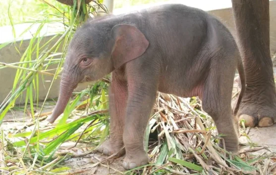 71 Indonesia's Wildlife Ecosystem Improves, Sumatran Elephant Baby Born ...