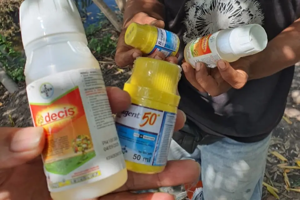 Jagung Terancam Hama, Polisi Salurkan Racun Ulat ke Petani - RRI.co.id
